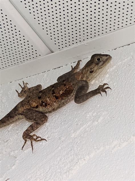 Help Identify South Florida Lizard Rreptiles