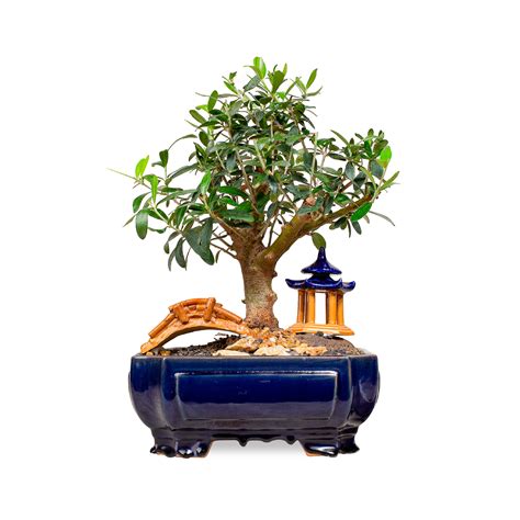 בונסאי זית תרבותי משתלה אונליין משלוחים המשתלה היפנית