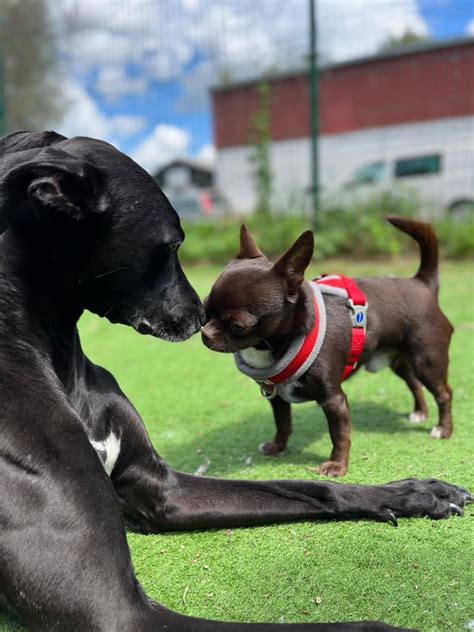 Jane Bettles Bhsii Jane Bettles Bhsii Riding Instructor
