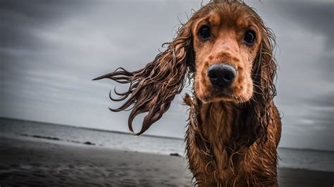 Cocker Spaniel Theme For Windows 10 And 11
