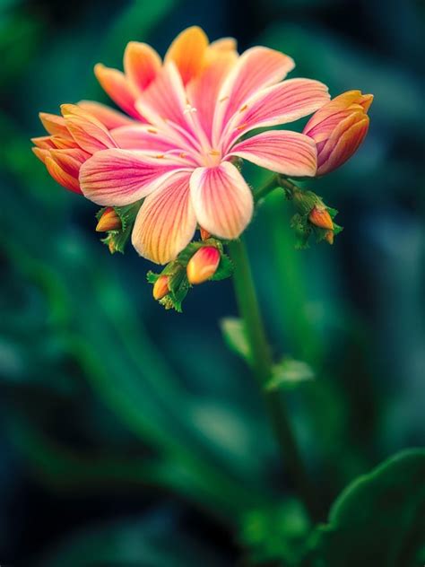 柳叶子叶 花 植物 Pixabay上的免费照片