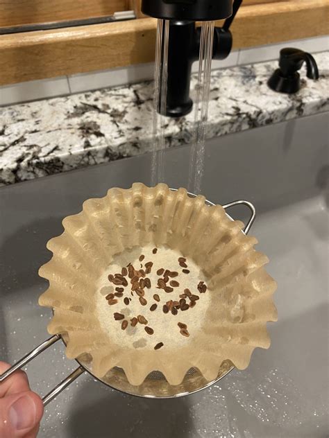 Cold Stratification Of Seeds The Ultimate Guide For Successful