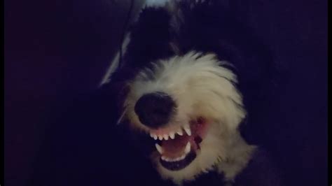 Mini Sheepadoodle Has Aggressive Behavior Problems Youtube