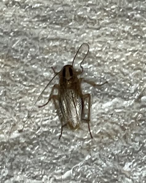 German Cockroach Pest Control Canada