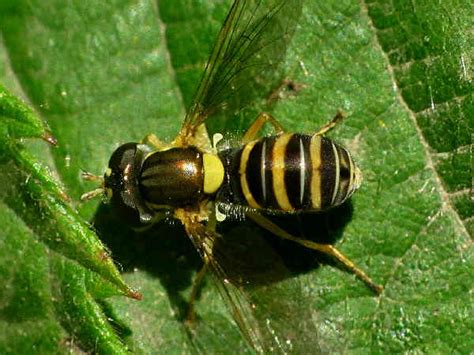 Types Of Flies Pictures And Fly Identification Help Green Nature