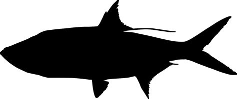 Megalops Cyprinoides By Erika Schumacher Cc By Nc 30 Phylopic