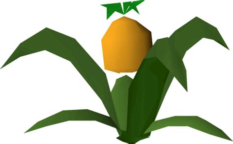 Pineapple Plant Wild Osrs Wiki