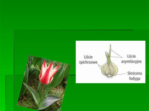 Budowa I Rodzaje łodyg