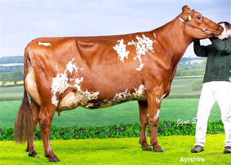 Dairy Cattle Ayrshire At James Givan Blog