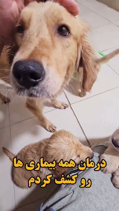 توله گلدن Youtube