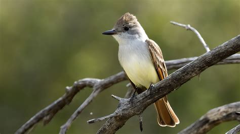 Fanciful Flycatchers Reflections Of The Natural World