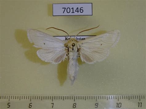 Cossidae Holcocerus Holosericeus Kazakhstan Fareastinsects