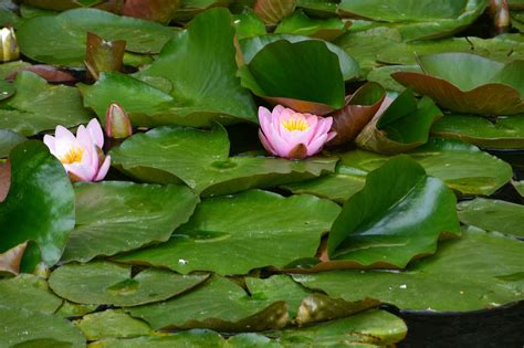 Bunga Lili Air Danau Merah Foto Gratis Di Pixabay Pixabay