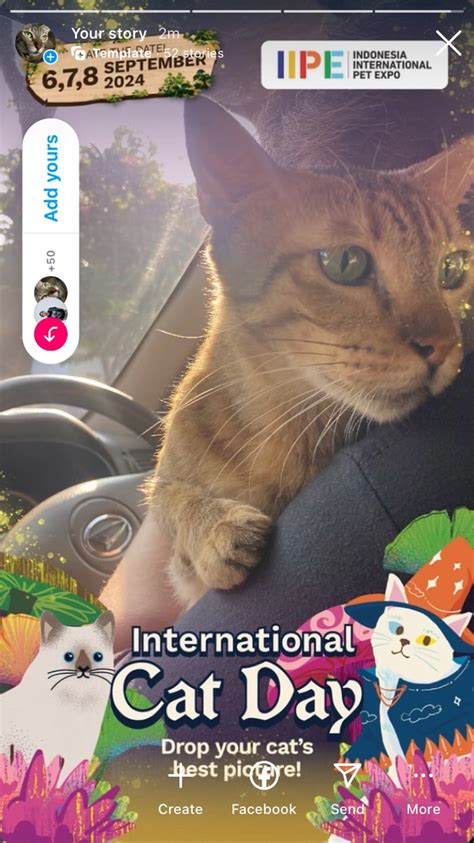 Not Sure Why So Many Catto Post Here S Mine Gag