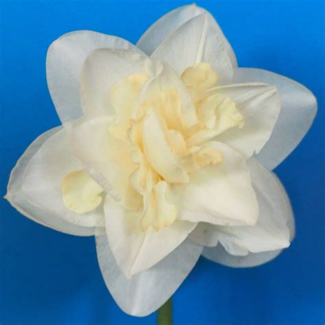 Spring Bulbs Lilyfields Hakatere