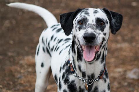 Te Lo Contamos Todo Sobre Los Perros Dálmata Comportamiento