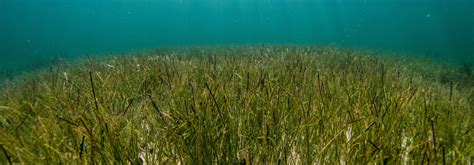 Celebrating Seagrass Meadows Big Blue Conservation