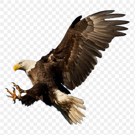 Flying Eagle Png Bird Png Free Png Rawpixel