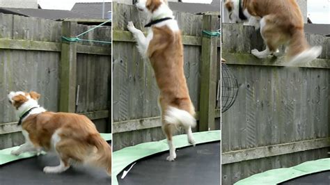 How To Stop Dog From Jumping Over Fence At Maria Couch Blog