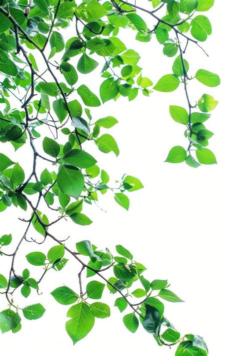 Tree Branch Green Leaf Border Premium Photo Rawpixel