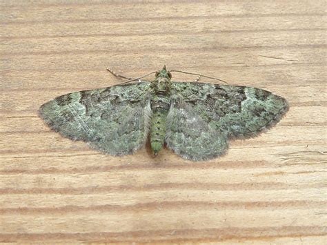 Moths We Are The Campions 16th June 2013 Cockroach Moth Is Back