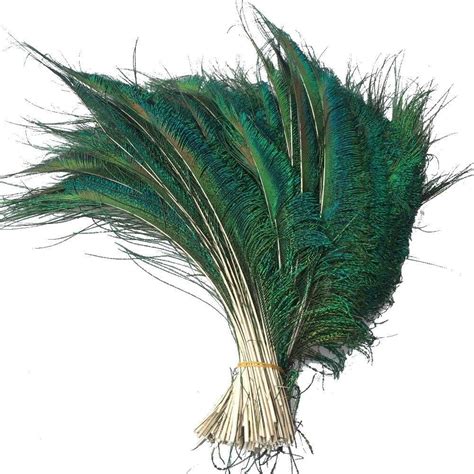 Peacock Sword Feather 10 Per Pack Arts Crafts And Sewing