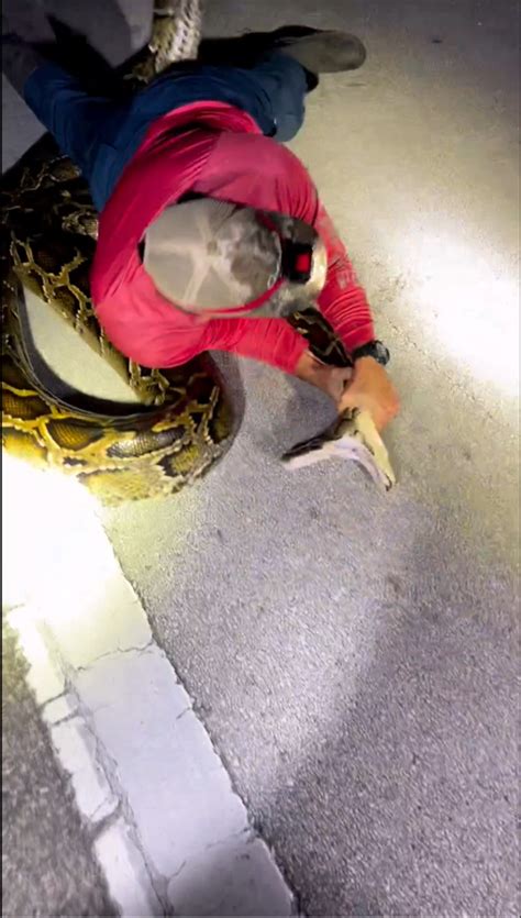Brave Florida Man Wrestles 19 Foot Python In Stunning Video Watch This