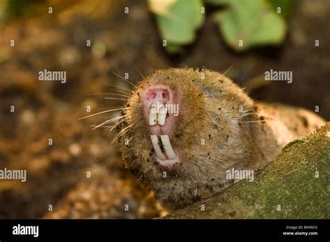 Ansells Mole Rat Cryptomys Anselli Cryptomys Ansellii Showing Its