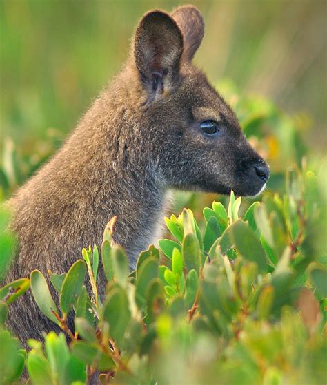 How Many Species Of Wallabies Are There In Australia