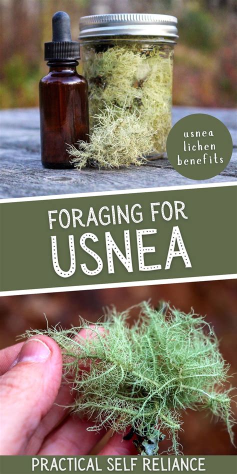 Foraging Usnea Lichen Edible Medicinal Artofit
