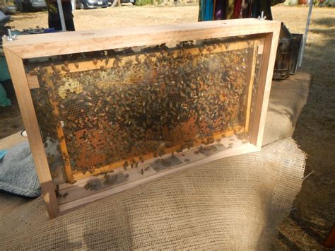 Observation Hive Diy Beekeeping Project Harmony Hollow Apiaries