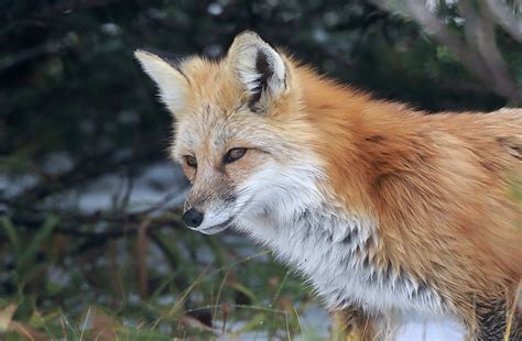 Tom Kogut Photography Pacific Northwest Wildlife Except Birds