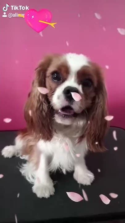 כלב מתוק במקלחת טיפוח קינג צארלס קבליר Youtube