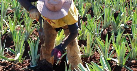 Parag Sachdeva Global