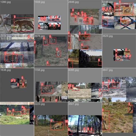 基于深度学习的高精度老虎检测识别系统（pytorchpyside6yolov5模型） 哔哩哔哩