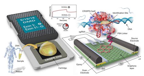 Crispr Chip A New Biosensor For Electronic Detection Of Target Genes