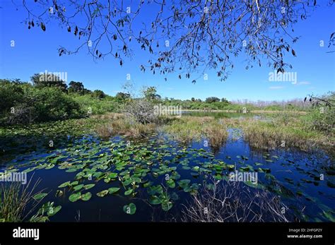 Pond In Big Cypress National Preserve Florida With Lily Pads And Other