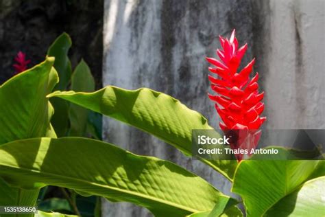 Bunga Alpinia Purpurata Tanaman Herba Milik Keluarga Zingiberaceae Foto