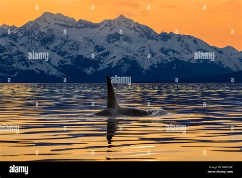 An Orca Orcinus Orca Also Known As A Killer Whale Surfaces In Lynn