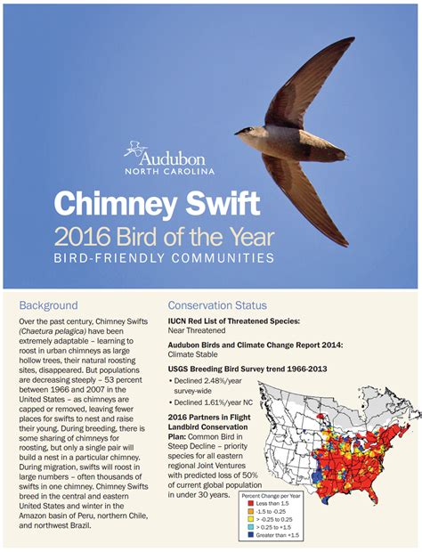 Swift Bird Facts
