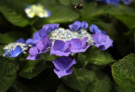 Hydrangeas For Pollinator Friendly Gardens