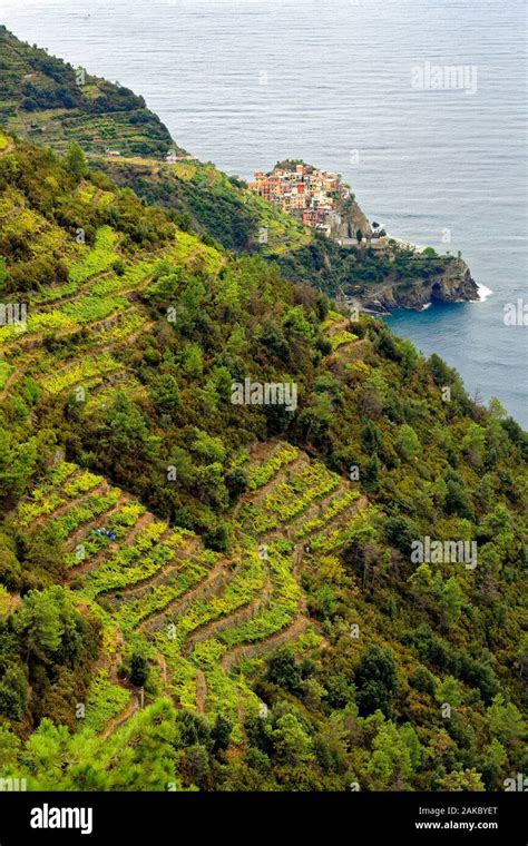 Italy Liguria La Spezia Province Cinque Terre National Park Listed