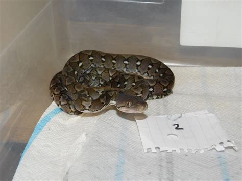 Anerythristic Reticulated Python Traits Morphpedia