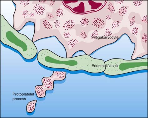 Platelet Production Structure And Function Oncohema Key