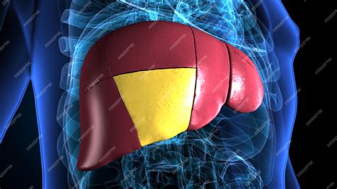 Ilustração 3d Da Anatomia Do Fígado órgão Do Corpo Humano Foto Premium