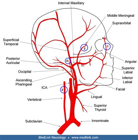 Dhpe1 Medlink Neurology
