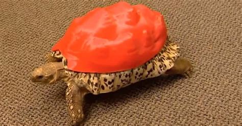 When You See What He Built For This Disabled Tortoise Your Heart Will Melt