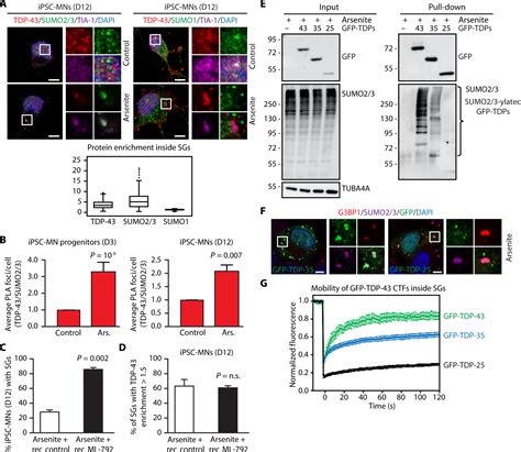 Sumo23 Conjugation Of Tdp 43 Protects Against Aggregation Science