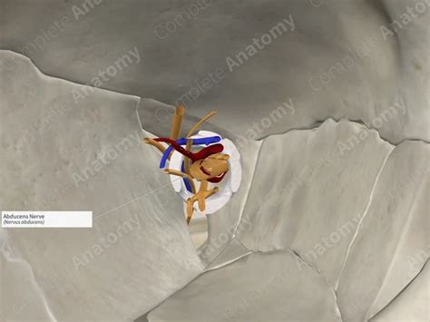 Abducens Nerve Complete Anatomy