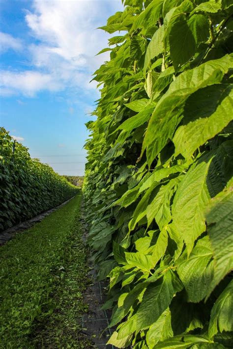 Agricultural Farm Field With Big Quantity Of The Raspberry Plants Stock
